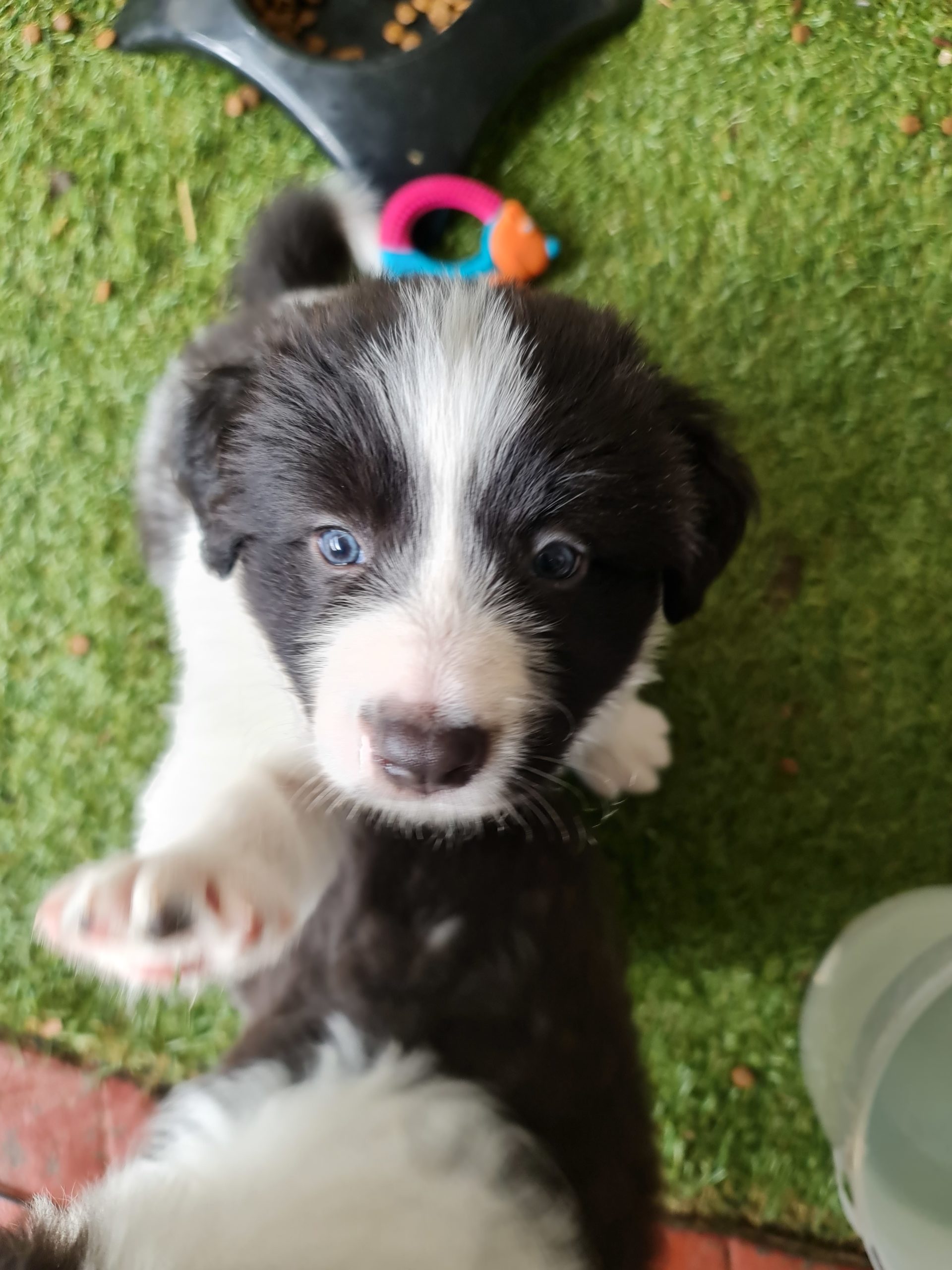 Border Collie Puppies for sale